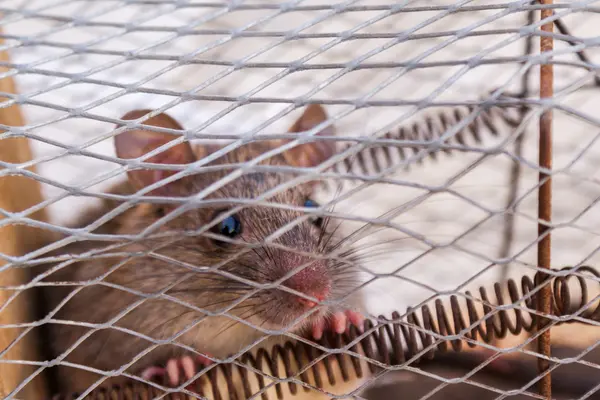 Mice and Rat Control Dubai: Home Rodent Proofing Guide