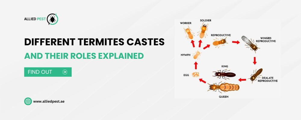 Different Termites Castes and Their Roles (Explained)