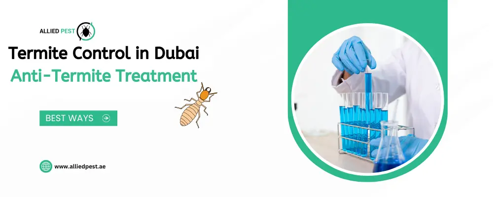 Best Termite Control in Dubai | Anti-Termite Treatment - Allied Pest ...