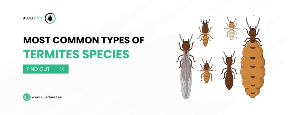 Most Common Types of Termites Species in UAE Dubai