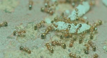 Best Pest Control Company in Dubai - Allied Pest Control