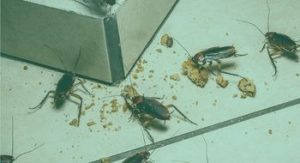 Best Pest Control Company in Dubai - Allied Pest Control