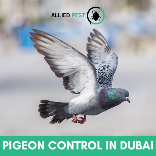 DIY Pigeon Control Tips for Dubai Balconies | Birds Control Services Dubai
