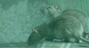 Best Pest Control Company in Dubai - Allied Pest Control