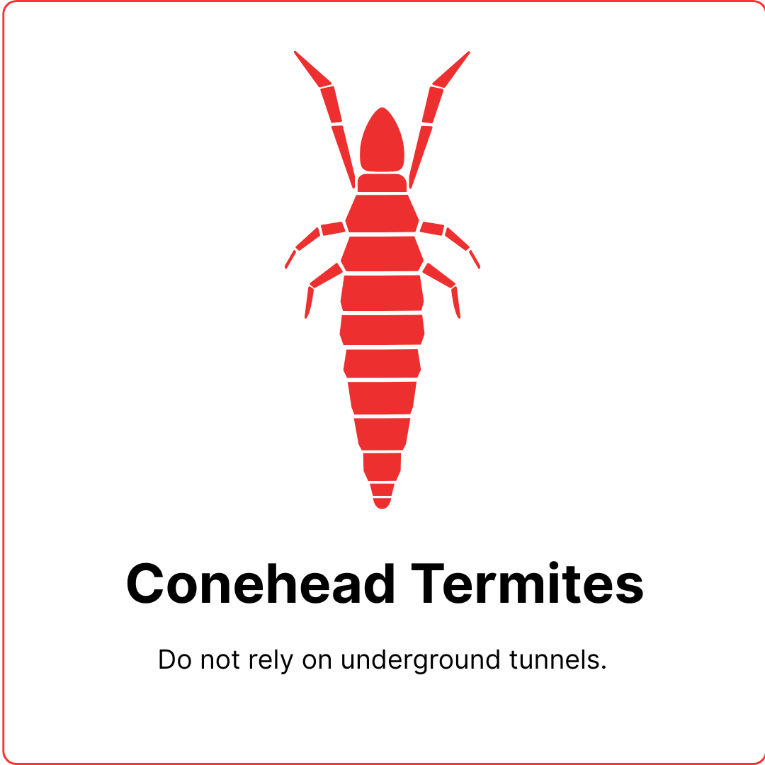 Expert Termite Control Services in Dubai - Safe & Reliable