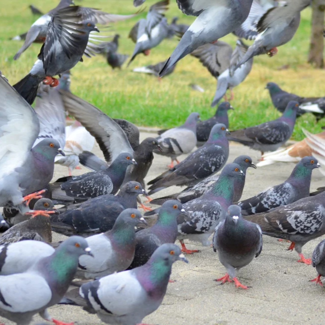 Best Pest Control Company in Dubai - Allied Pest Control